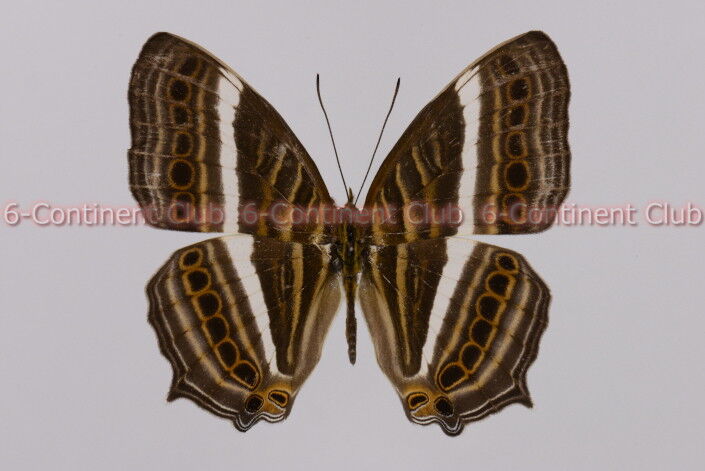 ストリガータイシガケチョウ♂ (スラウェシ) Cyrestis strigata strigata : 京大蝶研六大陸クラブのTropical ...