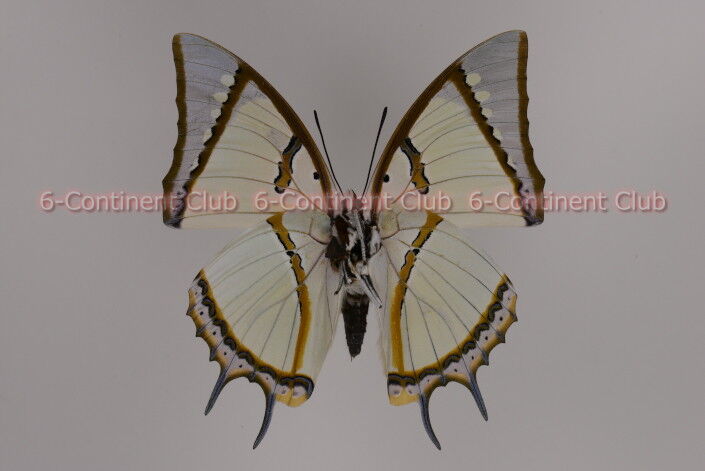 ウスイロフタオチョウ♂ (北ラオス) Polyura dolon grandis : 京大蝶研六大陸クラブのTropical Delights