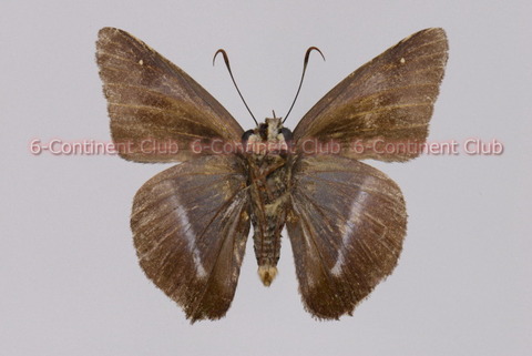 ウスオビビロードセセリ♂ (ボルネオ) Hasora vitta vitta : 京大蝶研六大陸クラブのTropical Delights