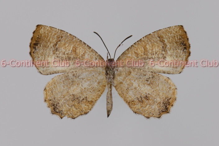 マルモラタキネアシシジミ♀ (タイ) Logania marmorata marmorata : 京大蝶研六大陸クラブのTropical ...