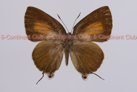 エニペウストラフシジミ♀ (スラウェシ) Rapala enipeus enipeus : 京大蝶研六大陸クラブのTropical Delights