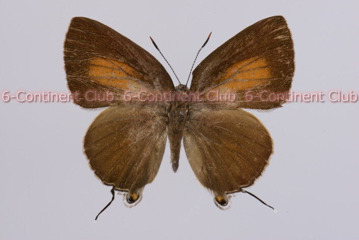 エニペウストラフシジミ♀ (スラウェシ) Rapala enipeus enipeus : 京大蝶研六大陸クラブのTropical Delights