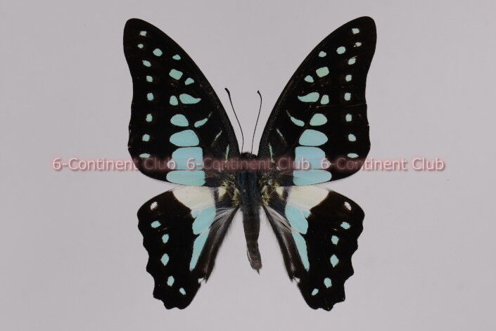 エベモンタイマイ♂ (マレー半島) Graphium evemon eventus : 京大蝶研六大陸クラブのTropical Delights