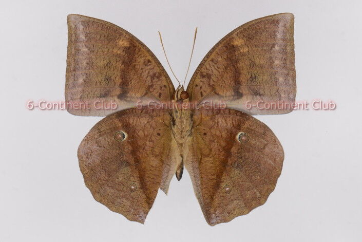 ネココノハワモン♂ (ボルネオ) Discophora necho cheops : 京大蝶研六大陸クラブのTropical Delights