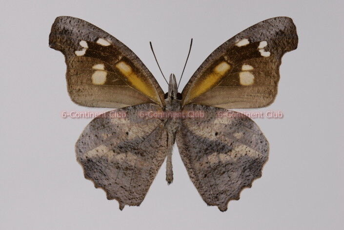 ムラサキテングチョウ♂ (ラオス) Libythea geoffroy alompra : 京大蝶研六大陸クラブのTropical Delights