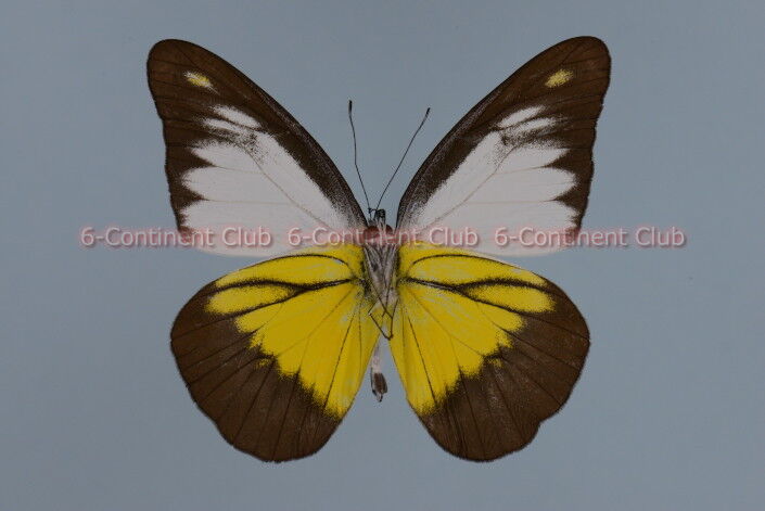 タイワンシロチョウ♂ (ボルネオ) Appias lyncida enarete : 京大蝶研六大陸クラブのTropical Delights