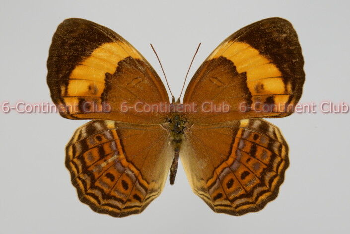 ニシキキマダラタテハ♂ (スラウェシ) Cupha maeonides maeonides : 京大蝶研六大陸クラブのTropical ...