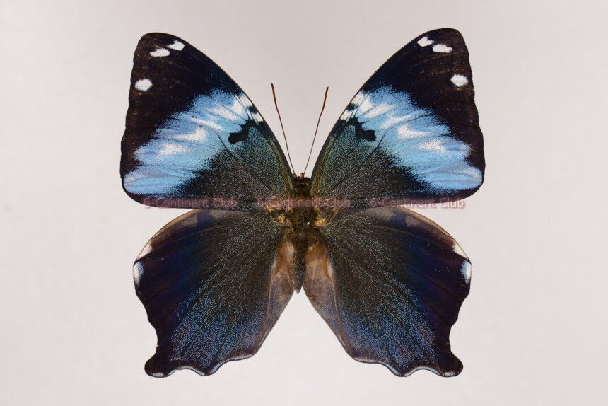 ルリオビヤイロタテハ♂ (ボルネオ) Prothoe franck borneensis : 京大蝶研六大陸クラブのTropical Delights
