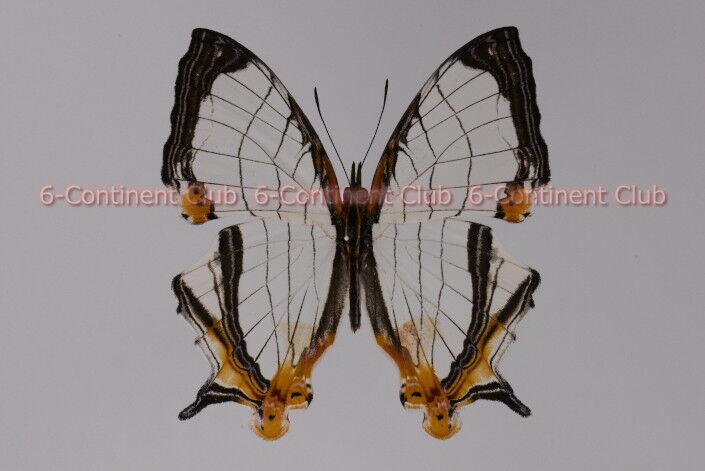 ニベアイシガケチョウ♂ (ボルネオ) Cyrestis nivea borneensis : 京大蝶研六大陸クラブのTropical Delights