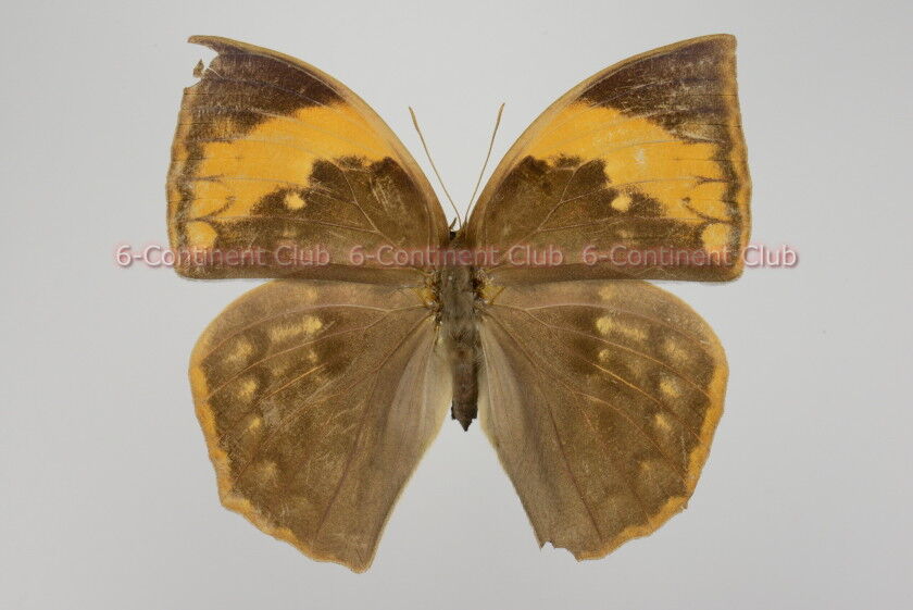 オオトガリワモン♀ (タイ) Discophora timora timora : 京大蝶研六大陸クラブのTropical Delights