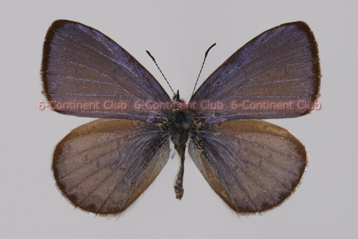 アリサンルリシジミ♂ (台湾) Celastrina oreas arisana : 京大蝶研六大陸クラブのTropical Delights