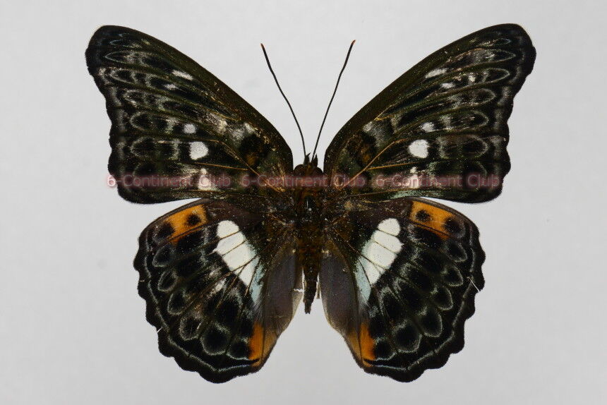 リミレチャイロイチモンジ♂ (スラウェシ) Moduza lymire lymire : 京大蝶研六大陸クラブのTropical Delights