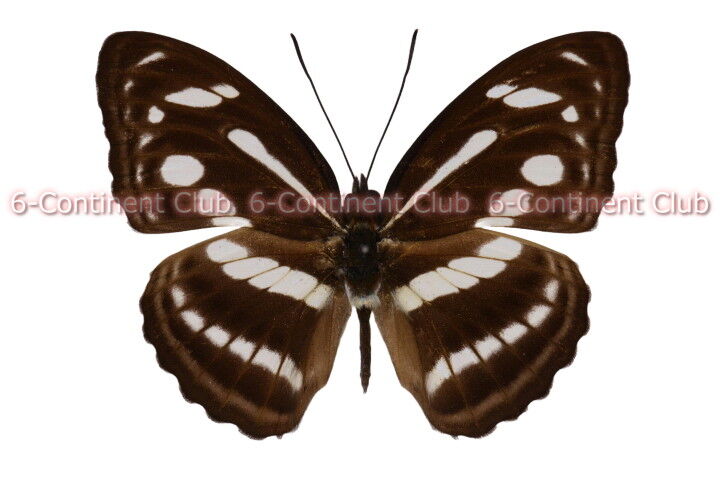 マレーシロオオミスジ♀ (ラオス) Athyma pravara indosinica : 京大蝶研六大陸クラブのTropical Delights