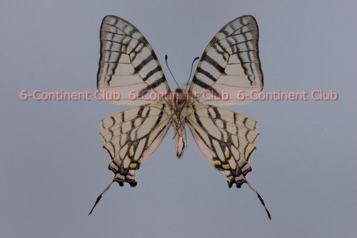 アサクラアゲハ♂ (北ラオス) Graphium eurous inthanon : 京大蝶研六大陸クラブのTropical Delights