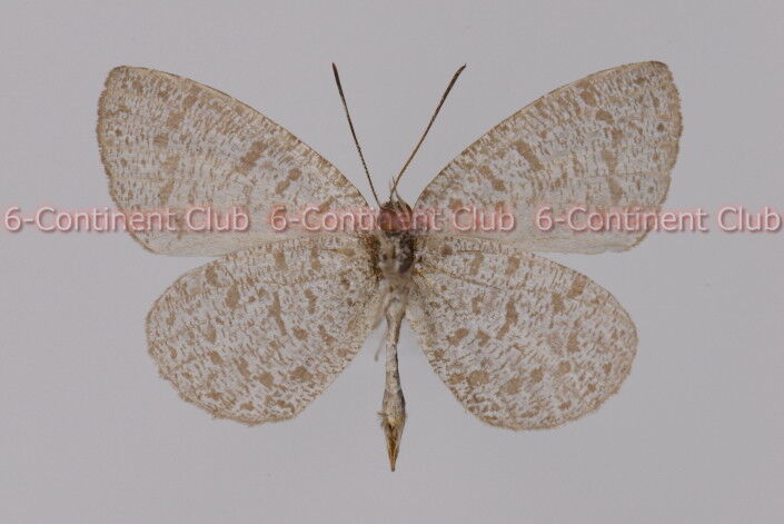 ムモンエビアシシジミ♂ (ランカウイ) Allotinus unicolor unicolor : 京大蝶研六大陸クラブのTropical ...