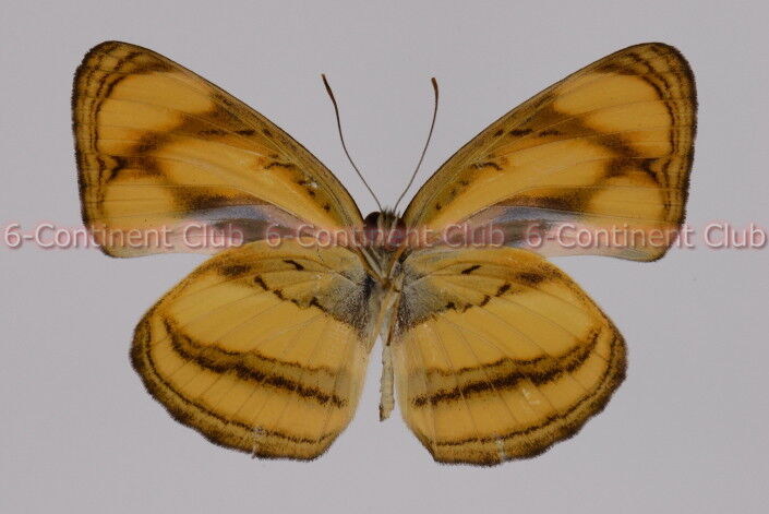 パラカキンミスジ♂ (タイ) Pantoporia paraka paraka : 京大蝶研六大陸クラブのTropical Delights