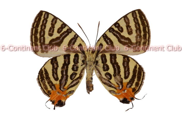 シャマキマダラルリツバメ♀ (台湾) Spindasis syama syama : 京大蝶研六大陸クラブのTropical Delights