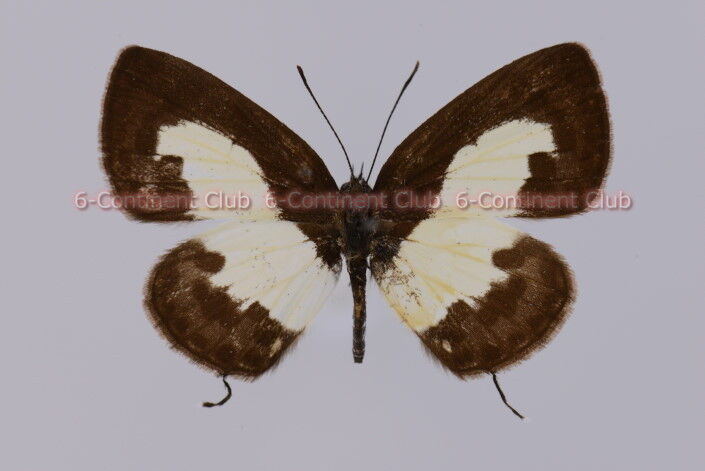 ロクスシロサカハチシジミ♂ (マレー半島) Caleta roxus pothus : 京大蝶研六大陸クラブのTropical Delights