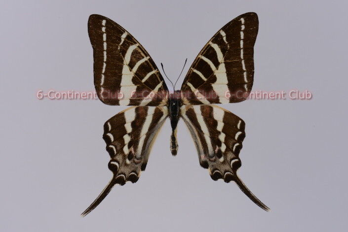 アリステウスオナガタイマイ♂ (ラオス) Graphium aristeus hermocrates : 京大蝶研六大陸クラブの ...