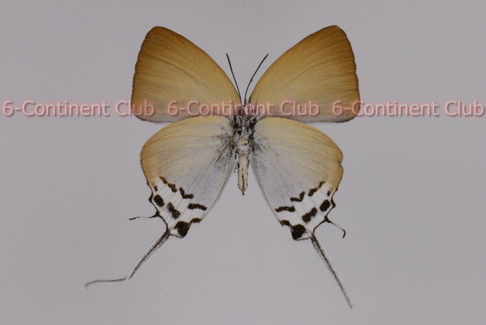 アオトラスソビキシジミ♀ (北ボルネオ) Jacoona anasuja jusana : 京大蝶研六大陸クラブのTropical Delights