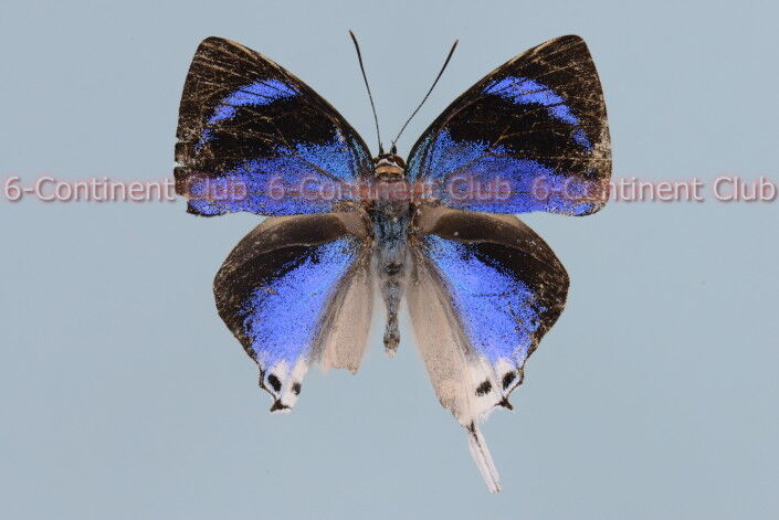 アオトラスソビキシジミ♂ (北ボルネオ) Jacoona anasuja jusana : 京大蝶研六大陸クラブのTropical Delights