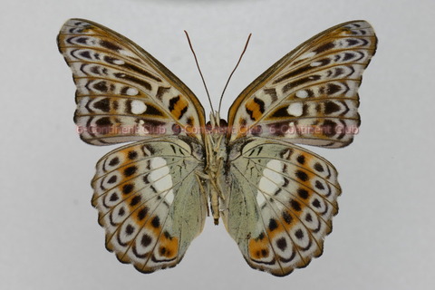 リミレチャイロイチモンジ♂ (スラウェシ) Moduza lymire lymire : 京大蝶研六大陸クラブのTropical Delights