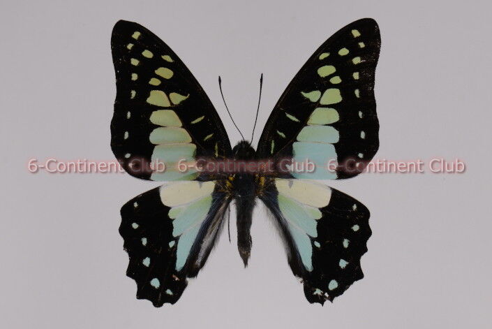 キナバルミカドアゲハ♂ (ボルネオ・キナバル山) Graphium procles procles : 京大蝶研六大陸クラブのTropical Delights