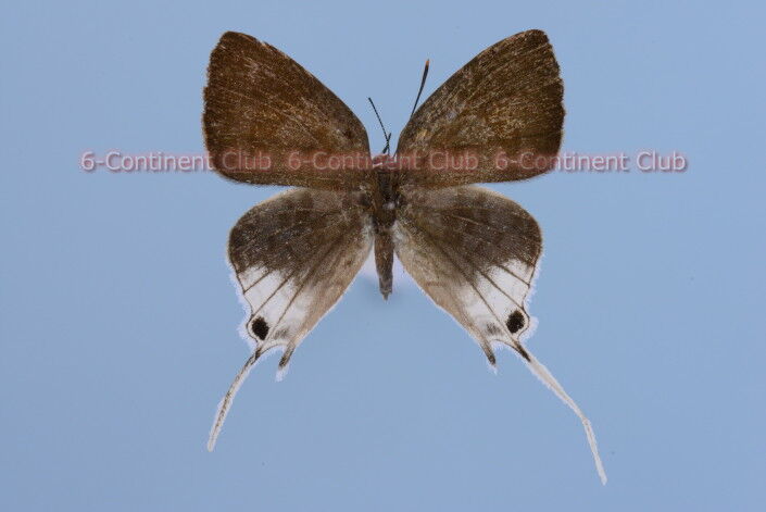 パラオオナガシジミ♀ (ラオス) Bindahara phocides phocides : 京大蝶研六大陸クラブのTropical Delights