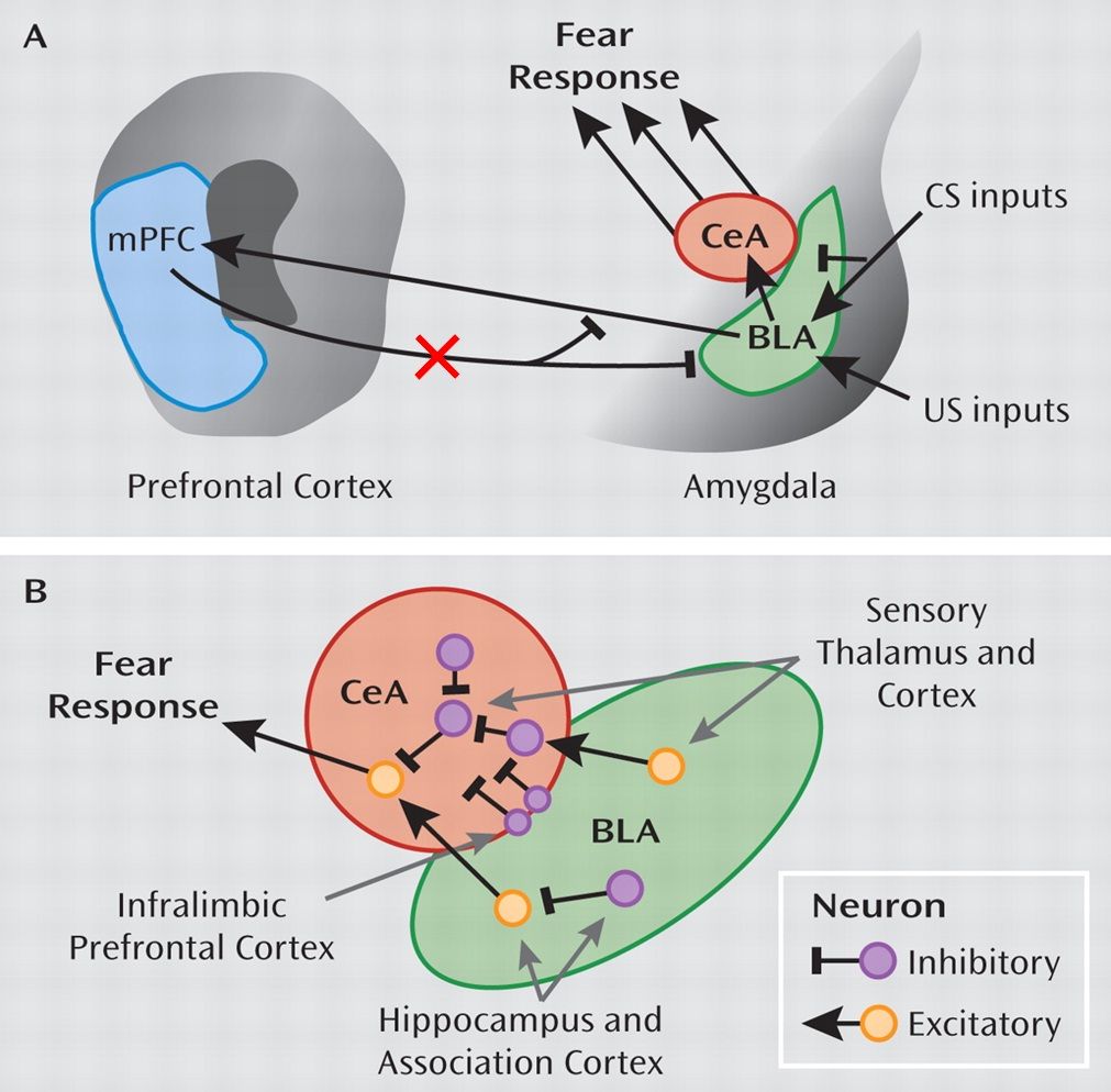 レジリアンスについて（その4 レジリアンスに関連する神経回路） : 場末P科病院の精神科医のblog