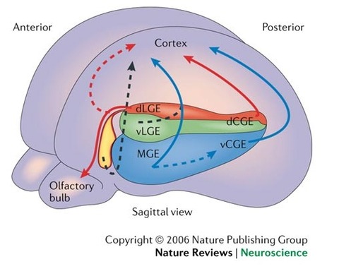iPS細胞 : 場末P科病院の精神科医のblog
