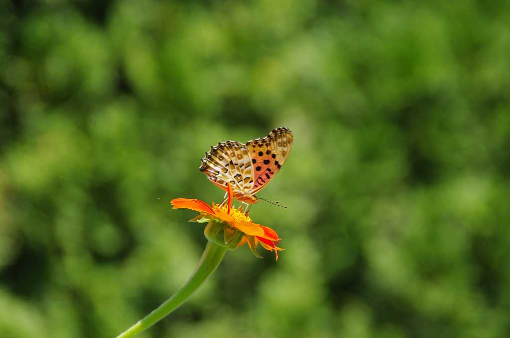 路上の蟷螂と遭遇 : bhutan92