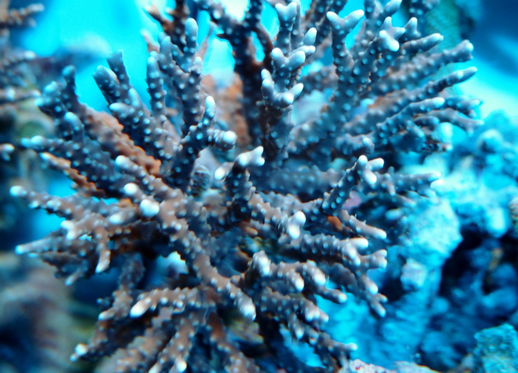 コレクターズ コーラル : お気に入りのトゲミドリイシ属☆Anacropora達