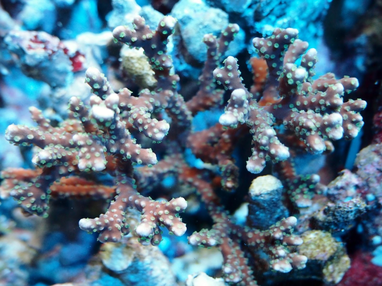 コレクターズ コーラル : お気に入りのトゲミドリイシ属☆Anacropora達