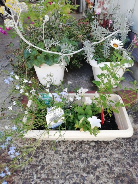 バイク屋の日記:浅口商工会女性部で[花いっぱい運動]がありました