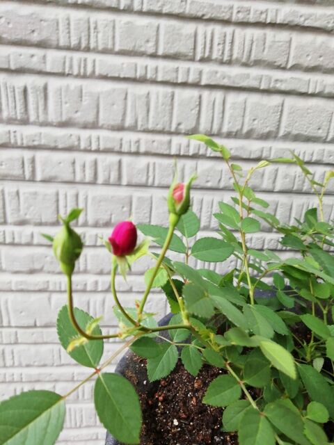 バイク屋の日記:2023年11月