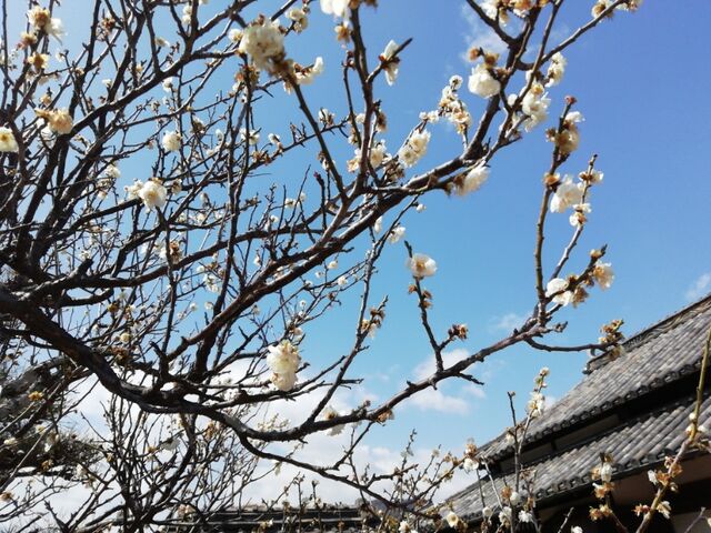 バイク屋の日記:楽しみにしていた仁科芳雄博士生家での[観梅会]に行きました