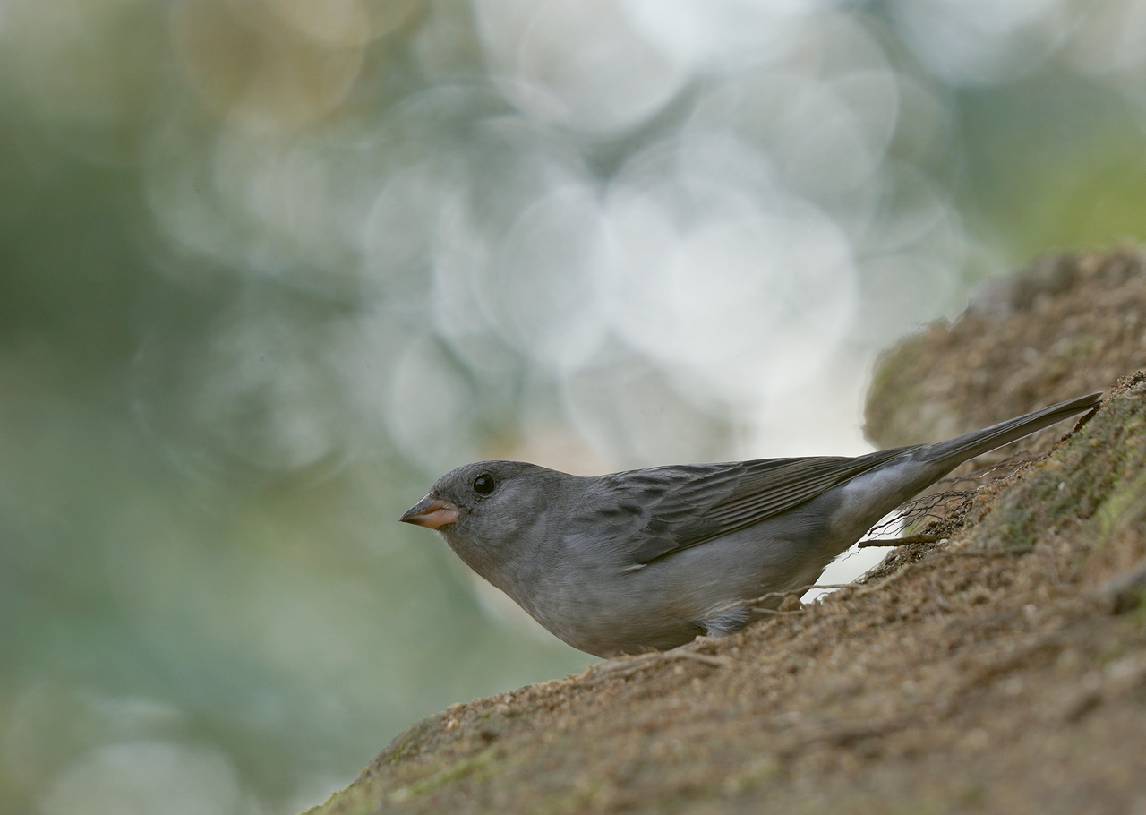 奈良で野鳥探し お山 ～ クロジ ～ : birdpapaの鳥遊録Ⅱ