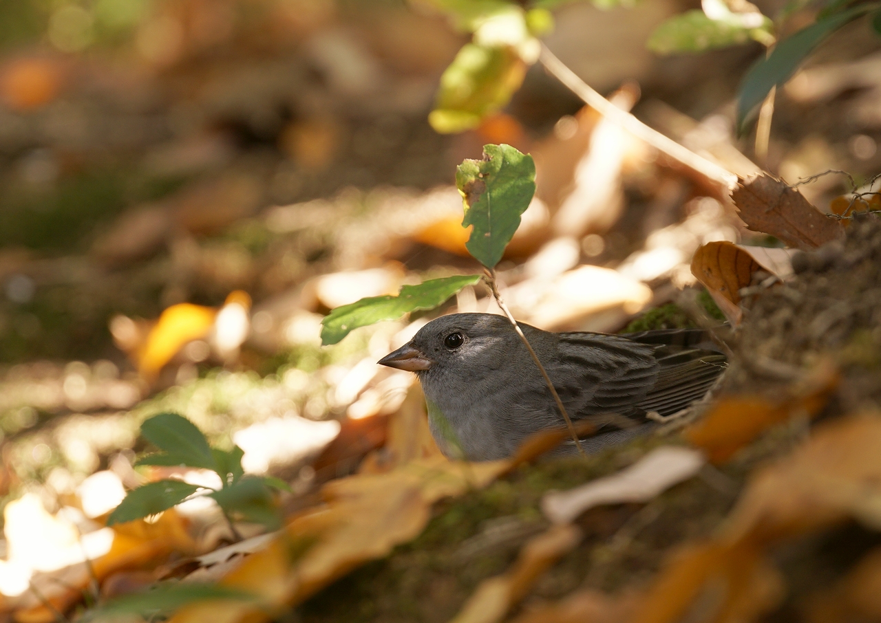 奈良で野鳥探し お山 ～ クロジ・シロハラ ～ : birdpapaの鳥遊録Ⅱ