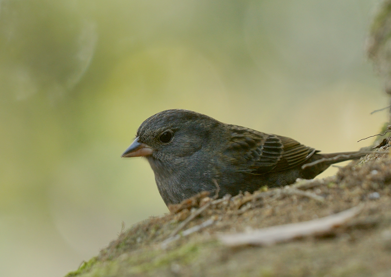奈良で野鳥探し お山 ～ クロジ ～ : birdpapaの鳥遊録Ⅱ
