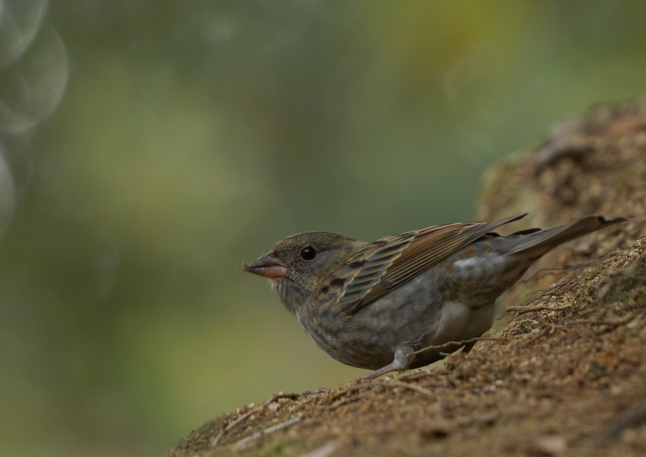 奈良で野鳥探し お山 ～ クロジ ～ : birdpapaの鳥遊録Ⅱ