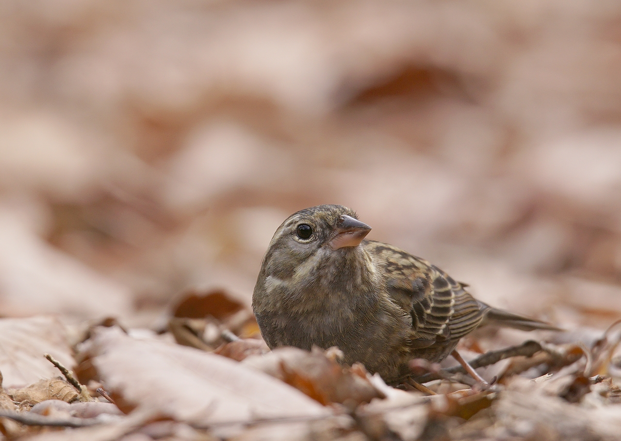 奈良で野鳥探し お山 ～ ルリビタキ・クロジ ～ : birdpapaの鳥遊録Ⅱ