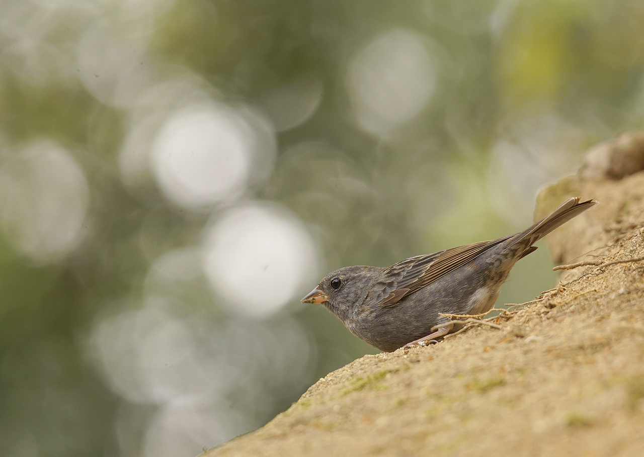 奈良で野鳥探し お山 ～ クロジ・シロハラ ～ : birdpapaの鳥遊録Ⅱ