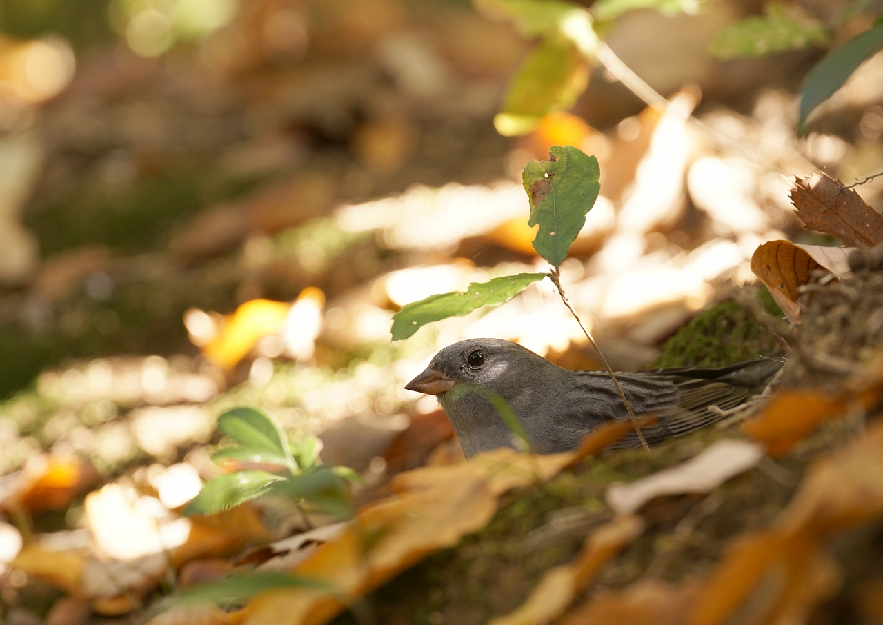 奈良で野鳥探し お山 ～ クロジ・シロハラ ～ : birdpapaの鳥遊録Ⅱ