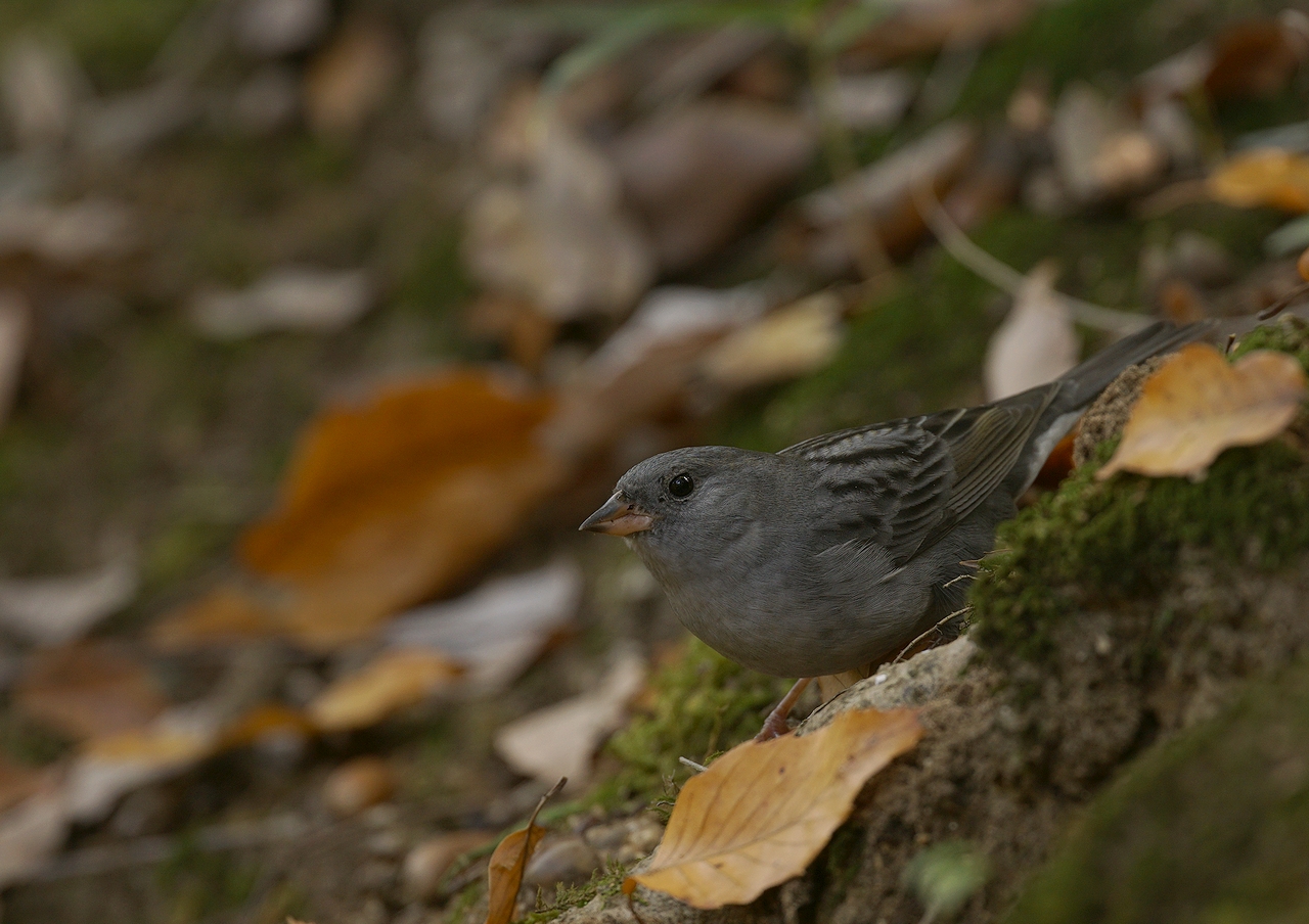 奈良で野鳥探し お山 ～ クロジ・シロハラ・ルリビタキ ～ : birdpapaの鳥遊録Ⅱ