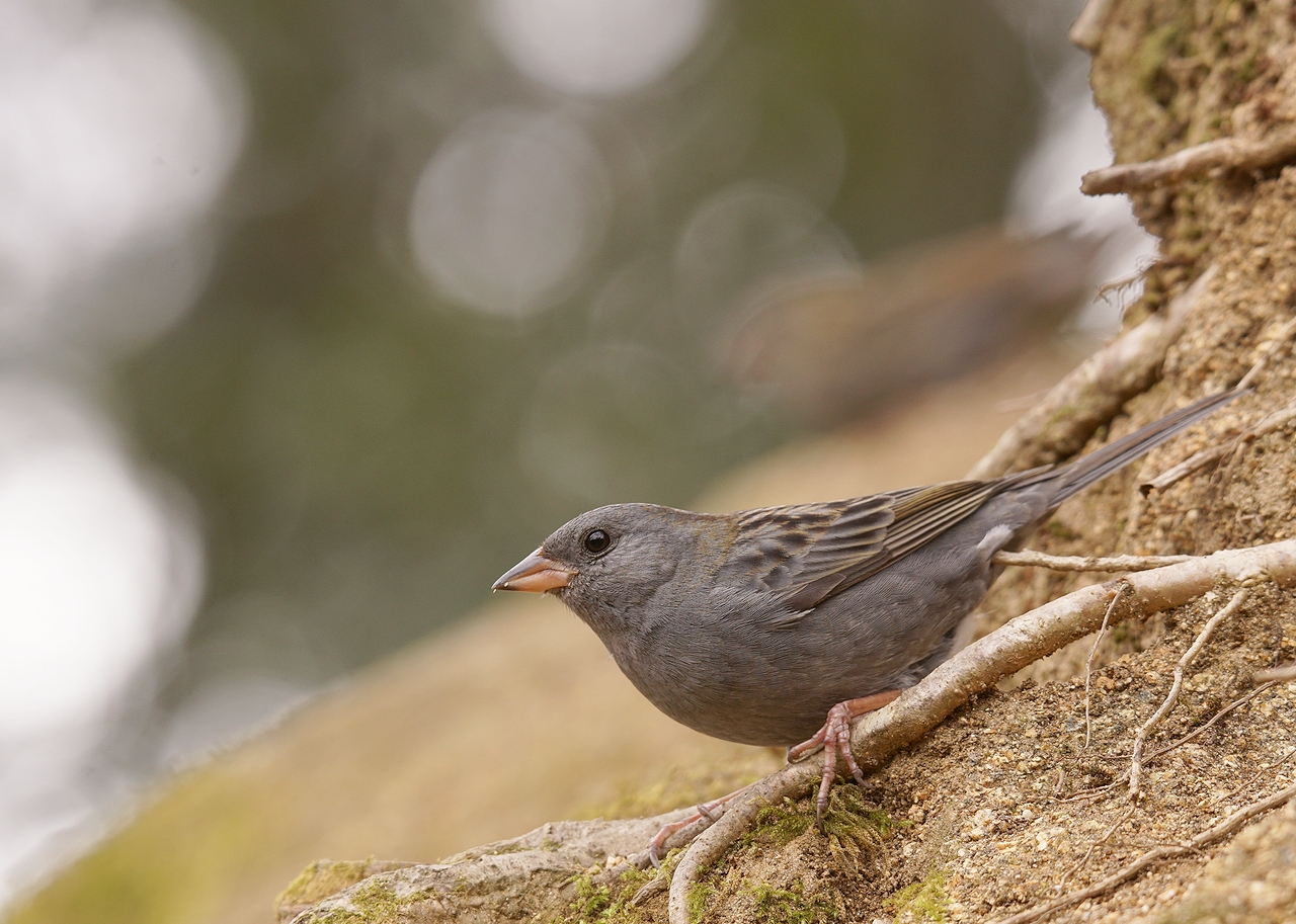 奈良で野鳥探し お山 ～ クロジ ～ : birdpapaの鳥遊録Ⅱ