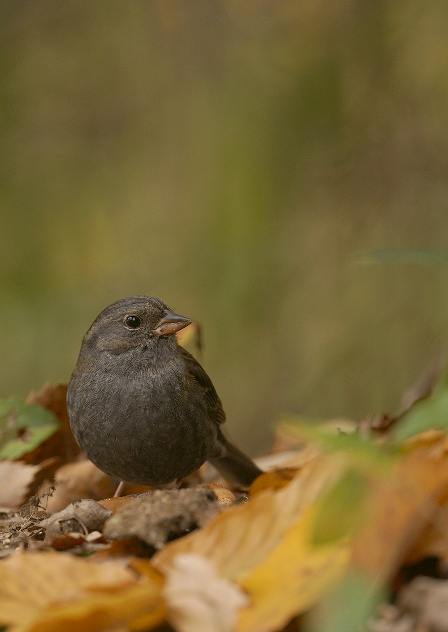 奈良で野鳥探し お山 ～ クロジ・シロハラ ～ : birdpapaの鳥遊録Ⅱ