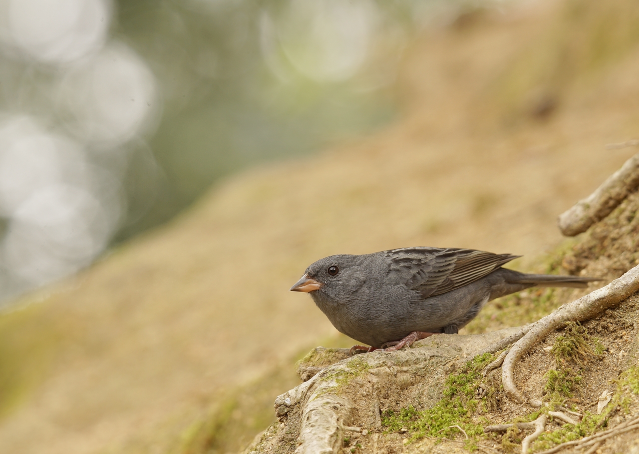 奈良で野鳥探し お山 ～ クロジ・シロハラ ～ : birdpapaの鳥遊録Ⅱ