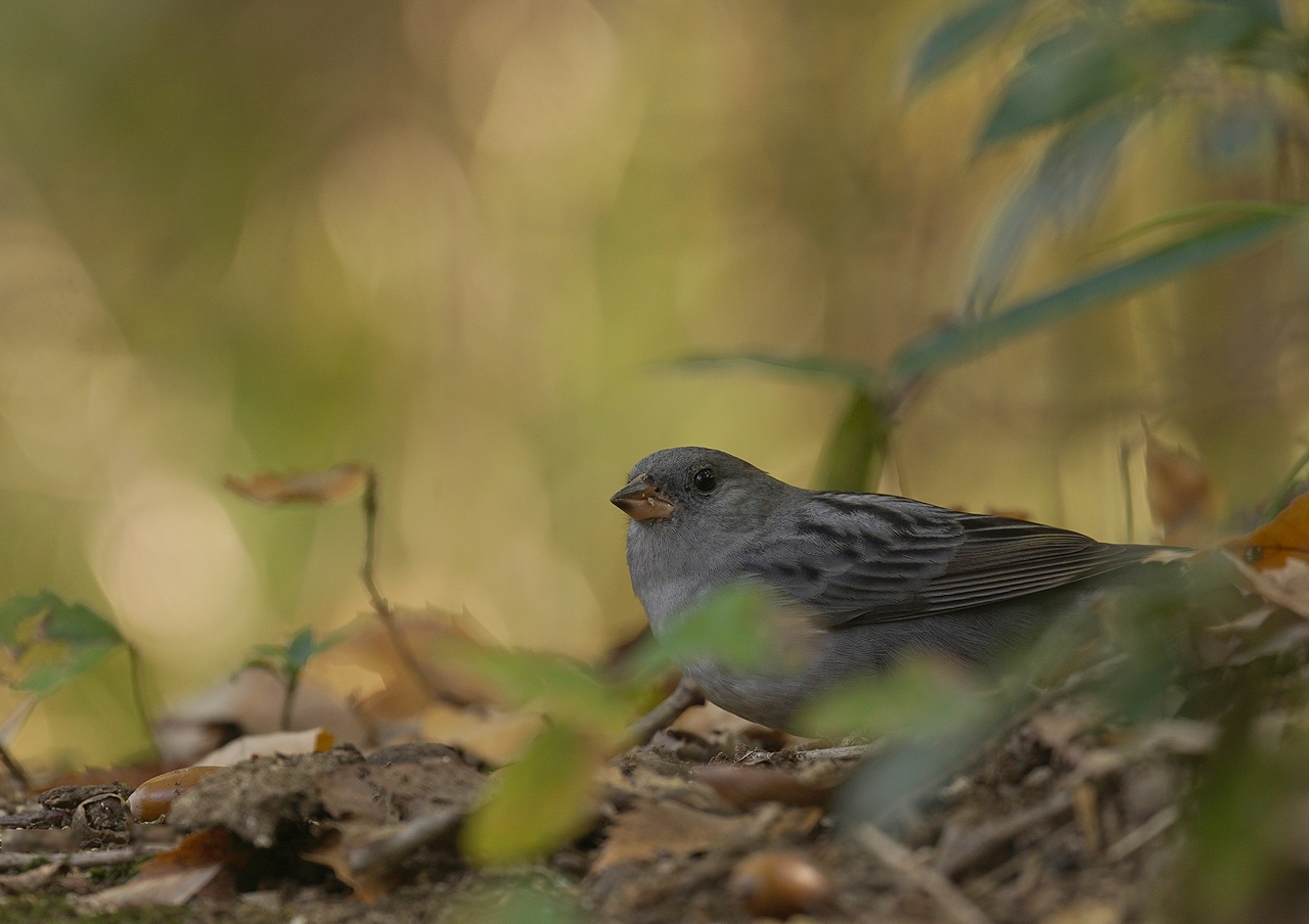 奈良で野鳥探し お山 ～ クロジ・シロハラ・ルリビタキ ～ : birdpapaの鳥遊録Ⅱ