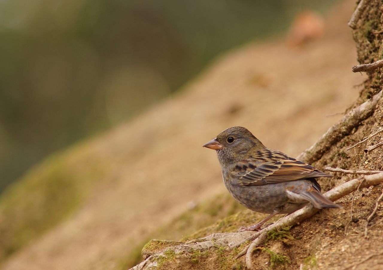 奈良で野鳥探し お山 ～ ルリビタキ・アオジ・シロハラ・クロジ ～ : birdpapaの鳥遊録Ⅱ