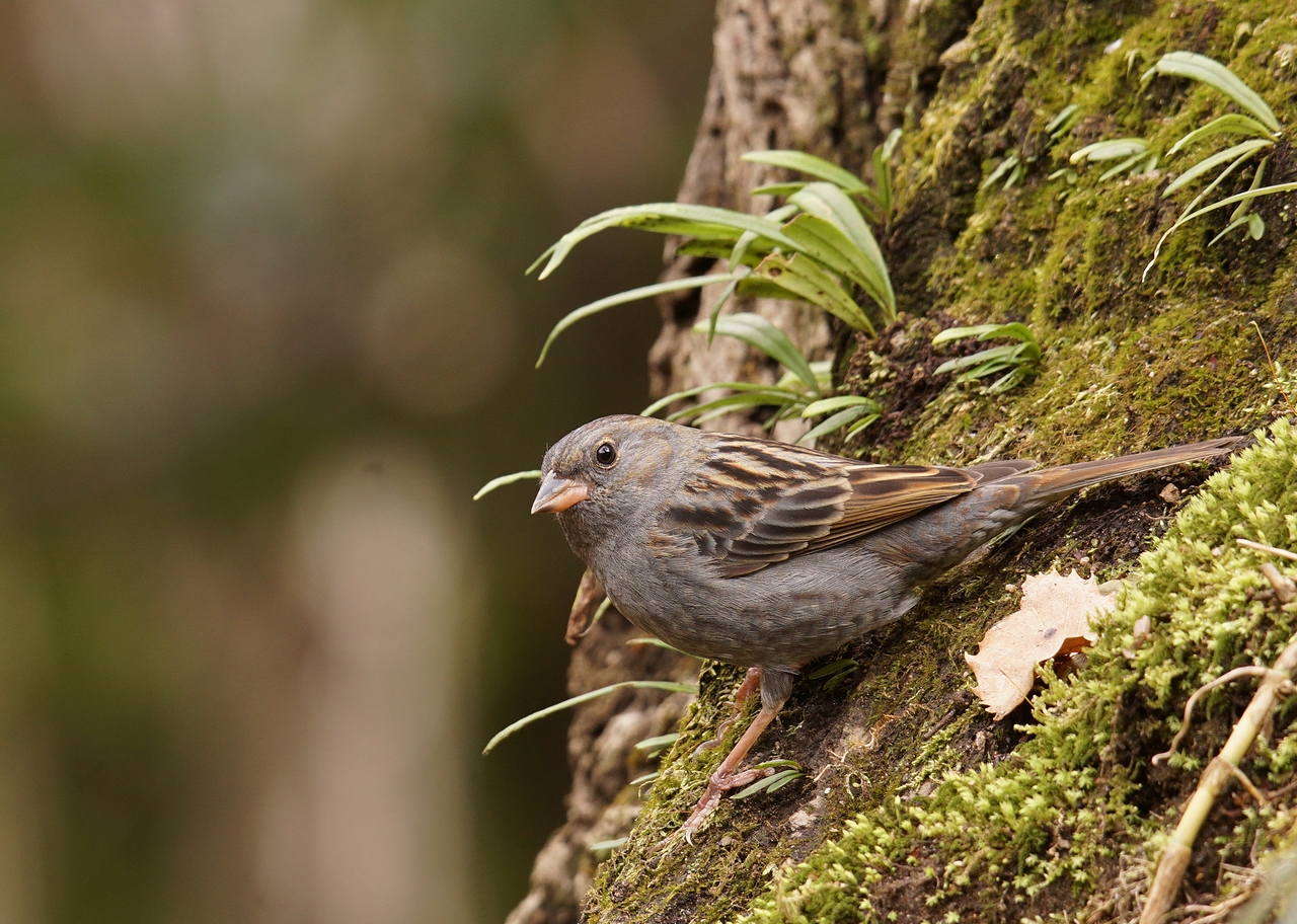 奈良で野鳥探し お山 ～ クロジ ～ : birdpapaの鳥遊録Ⅱ